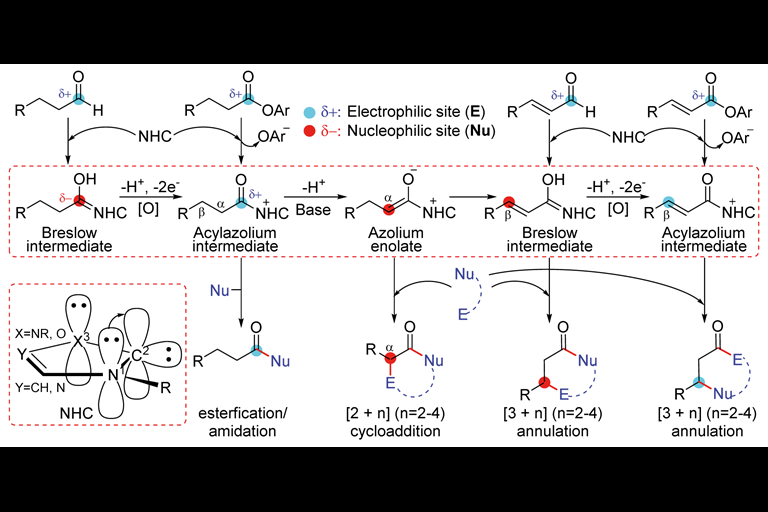 Mechanism maps predict chemoselectivity of NHC-catalysed ...